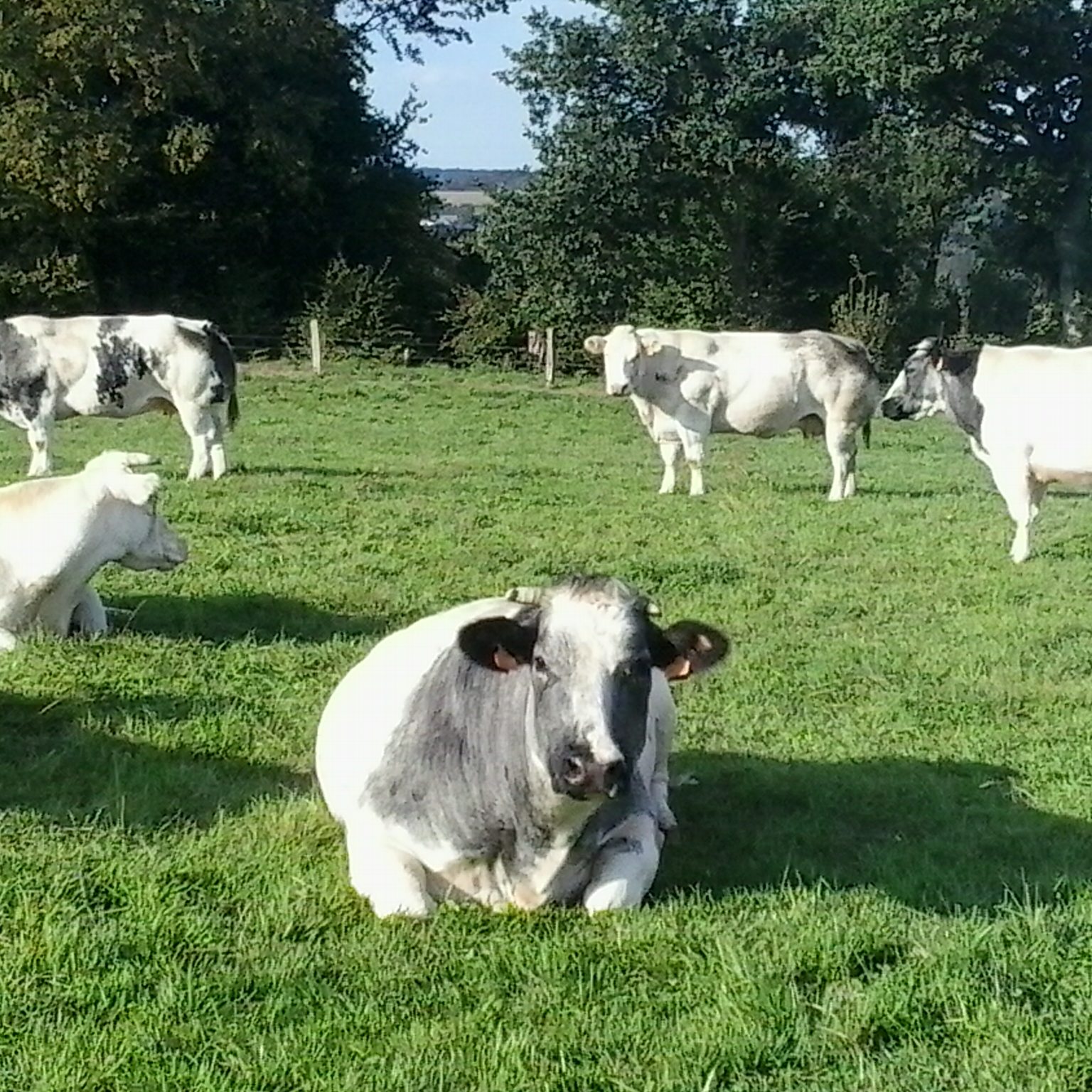 Bocquillon - Bocquillon